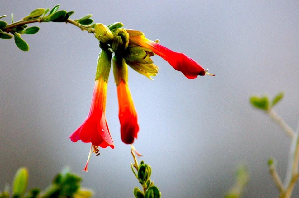 La Kantuta, símbolo patrio, se cultiva en muy pocos sitios de La Paz ...